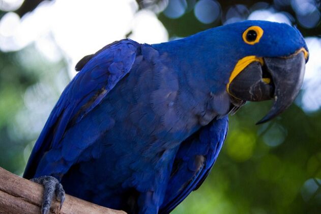 Arara-azul: extinção, habitat, comportamento e curiosidades